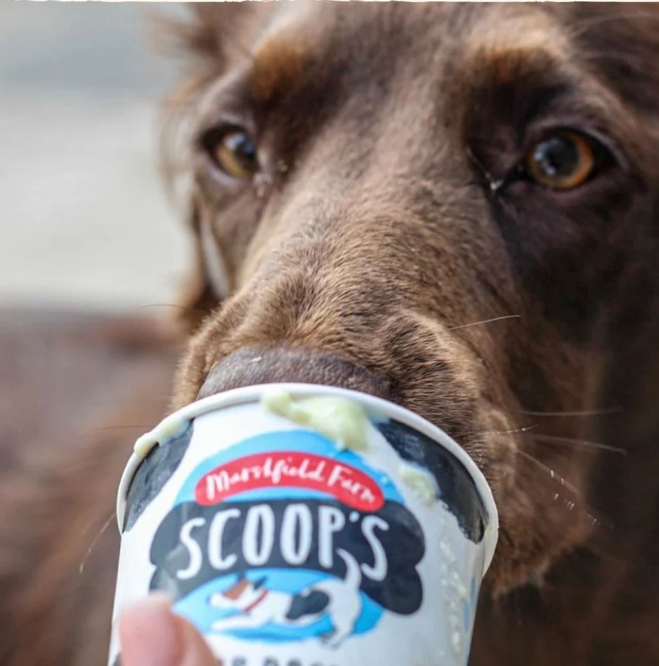 Pakenham Windmill Country Store - Ice Cream for Dogs near Bury St Edmunds
