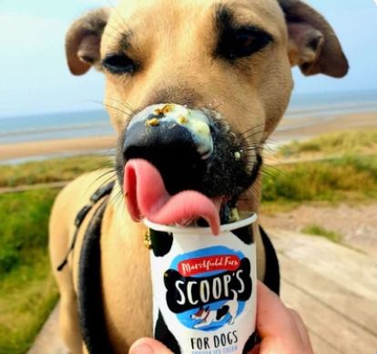 Pakenham Windmill - Specialist supplier in animal feed.