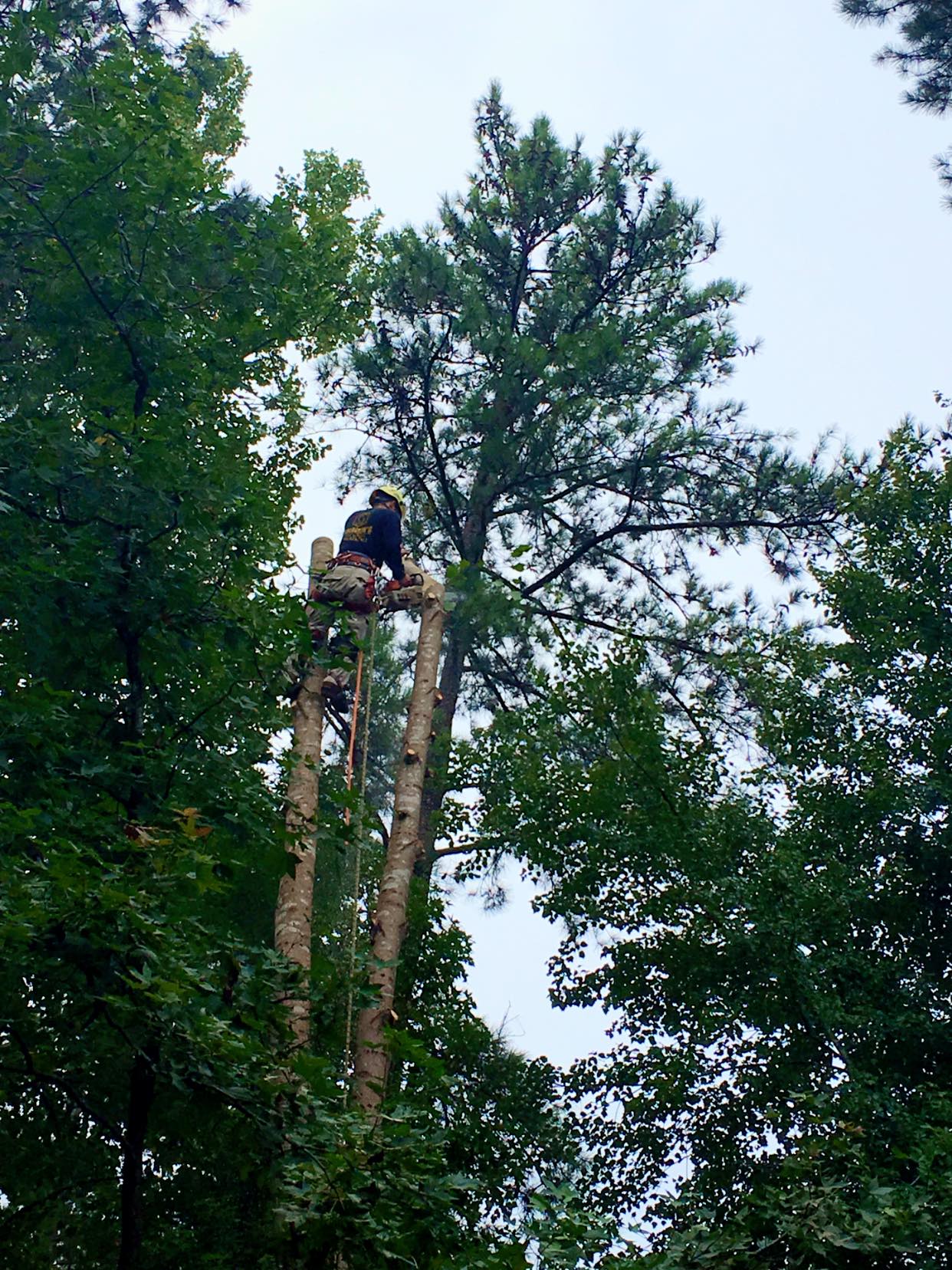 Salomon's Tree Service- Top Rated Tree Service - Canton, Georgia