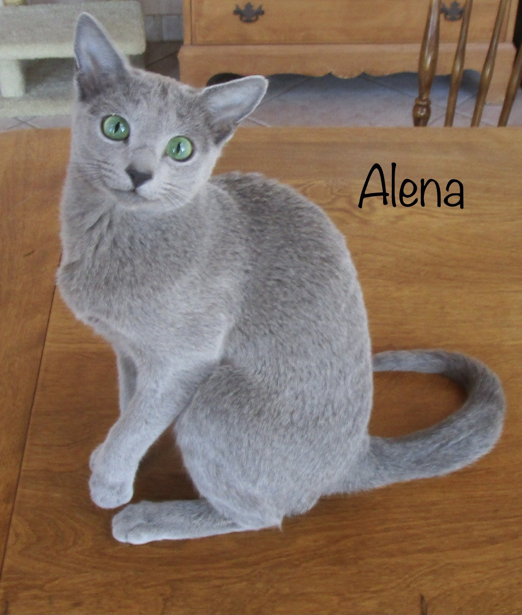 Home [www.starbluecat.com]