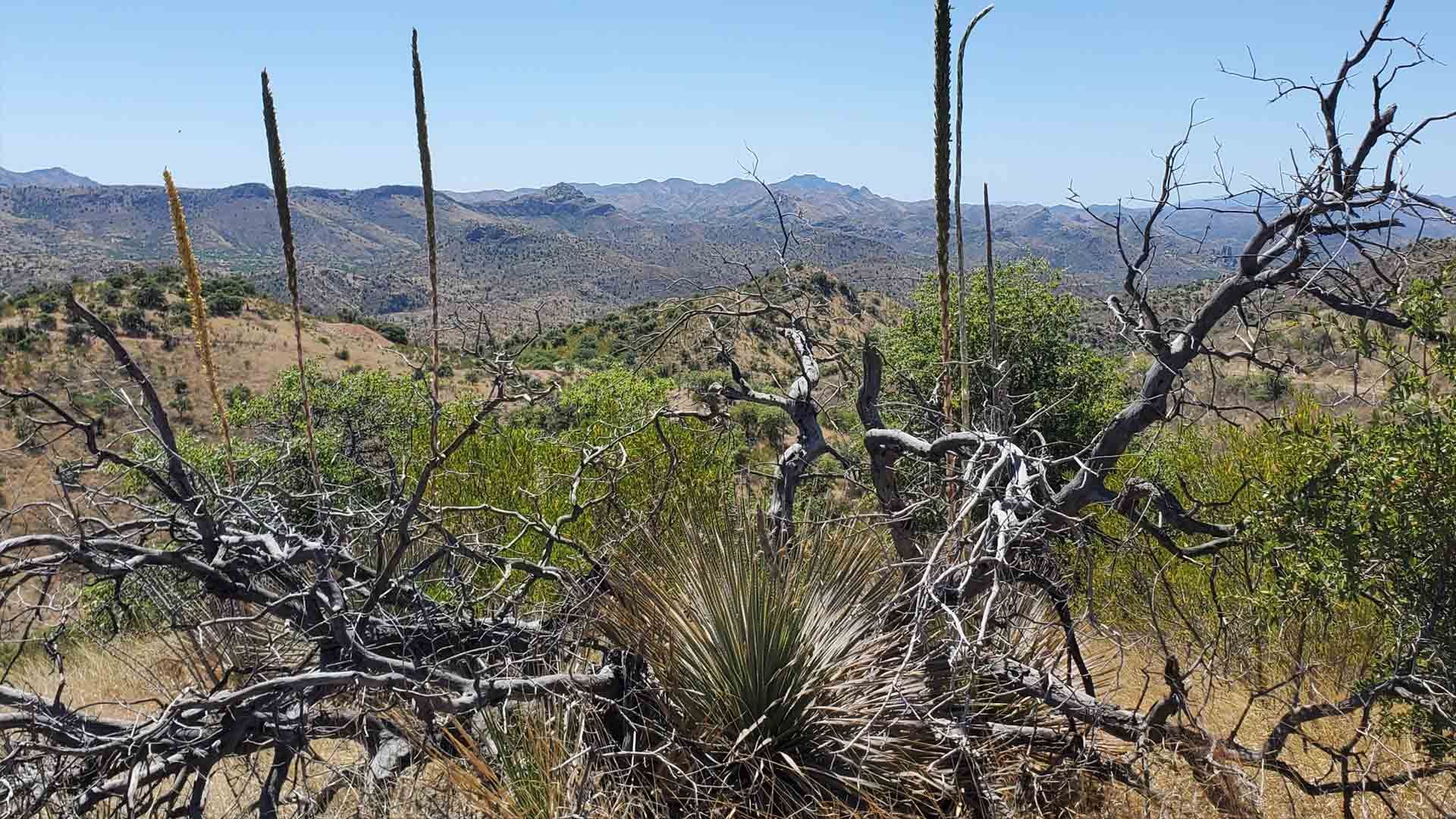 Arrvaca | Tucson Adventure Rentals - Tucson AZ