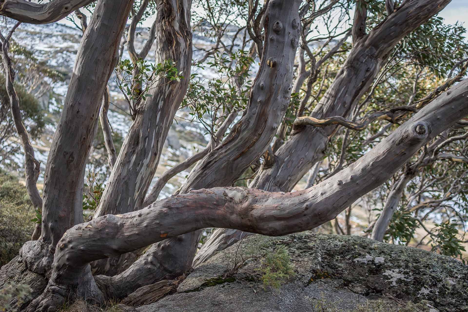 Discover the Bundian Way