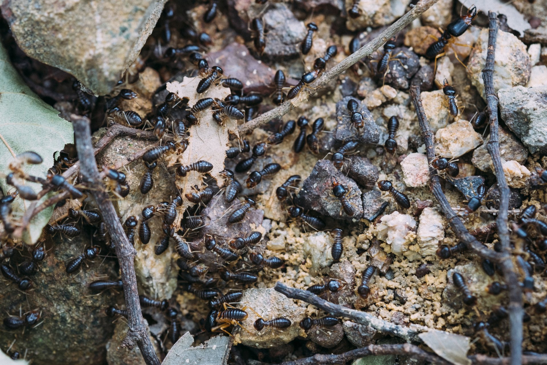 Termite Control |Los Angeles, CA | Pacific Termite