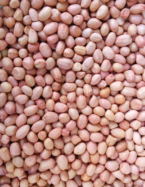 Peanut Kernels