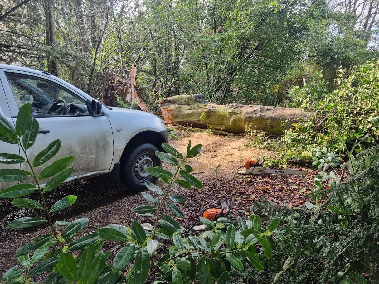 Tree Surgeon and Tree Services, Ipswich, Suffolk