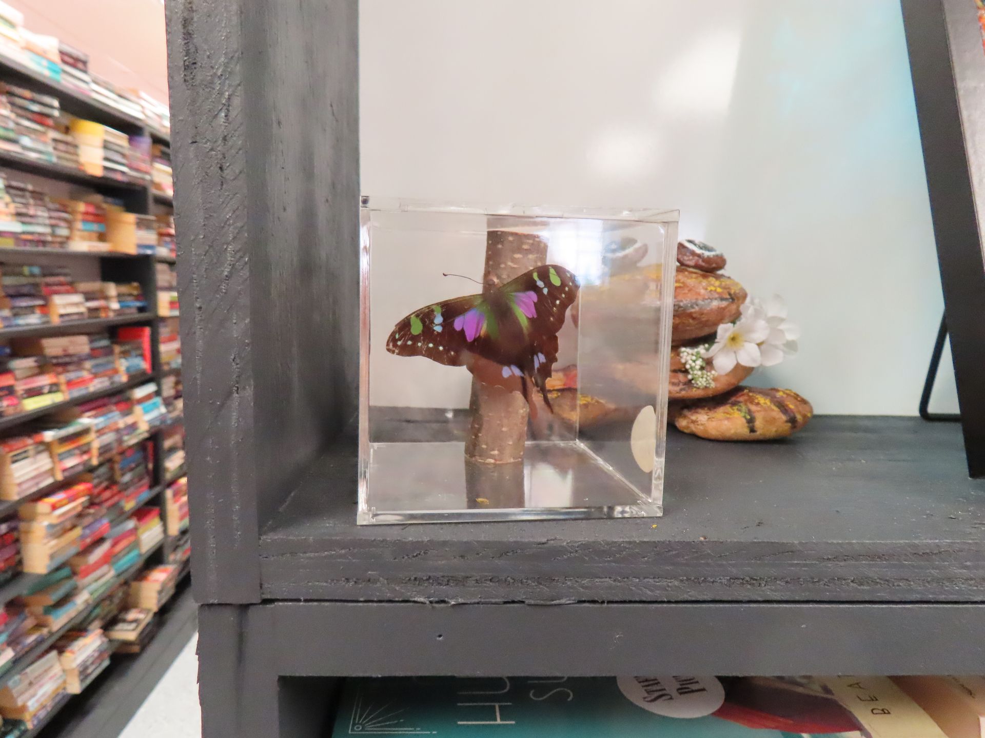 New & Used Bookstore | Flutterbuy Books and More | Cape Coral, FL