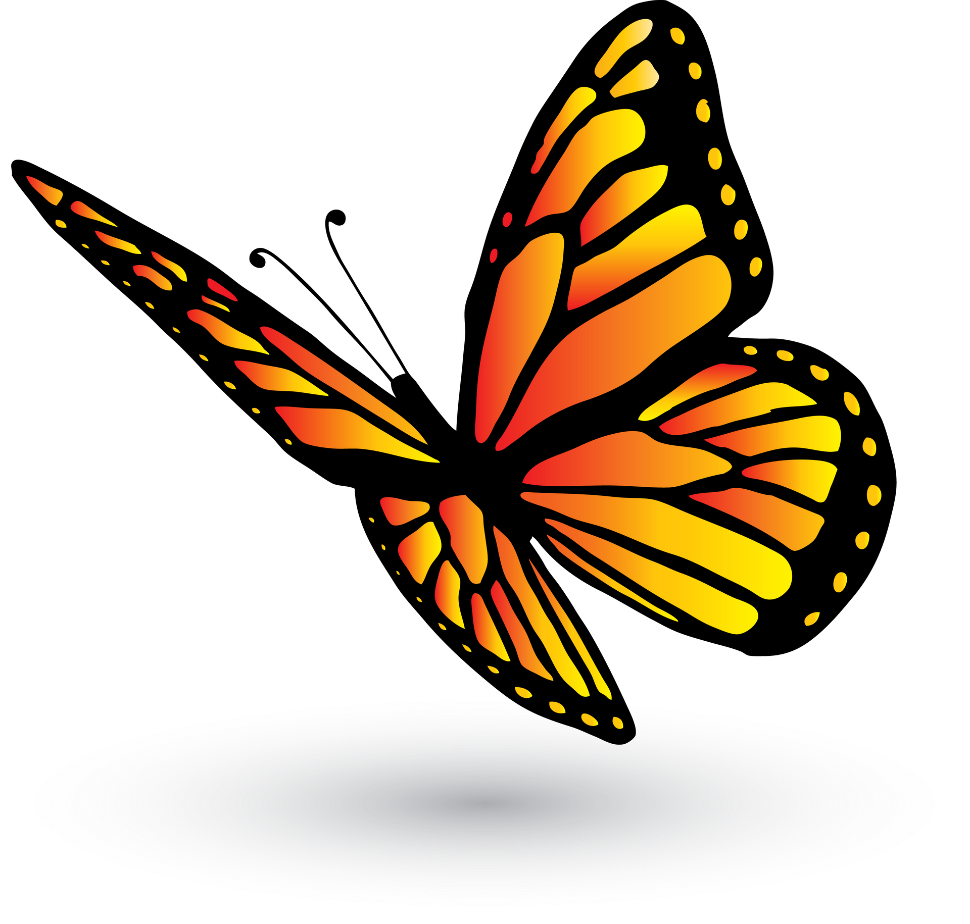 New & Used Bookstore | Flutterbuy Books and More | Cape Coral, FL