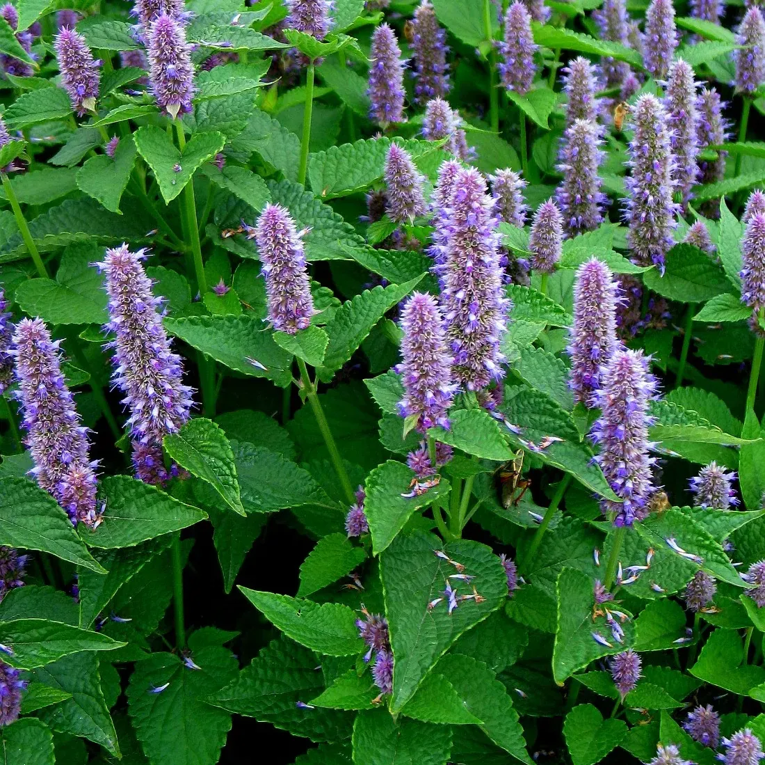 35 Native Pollinator Plants in Minnesota