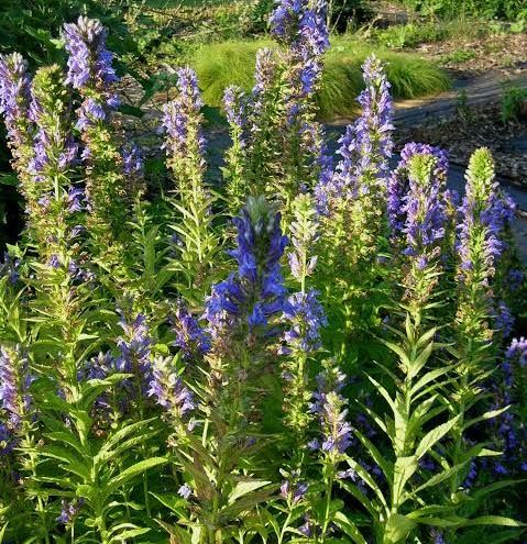 35 Native Pollinator Plants in Minnesota
