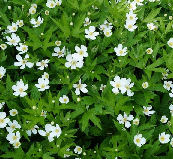 35 Native Pollinator Plants in Minnesota