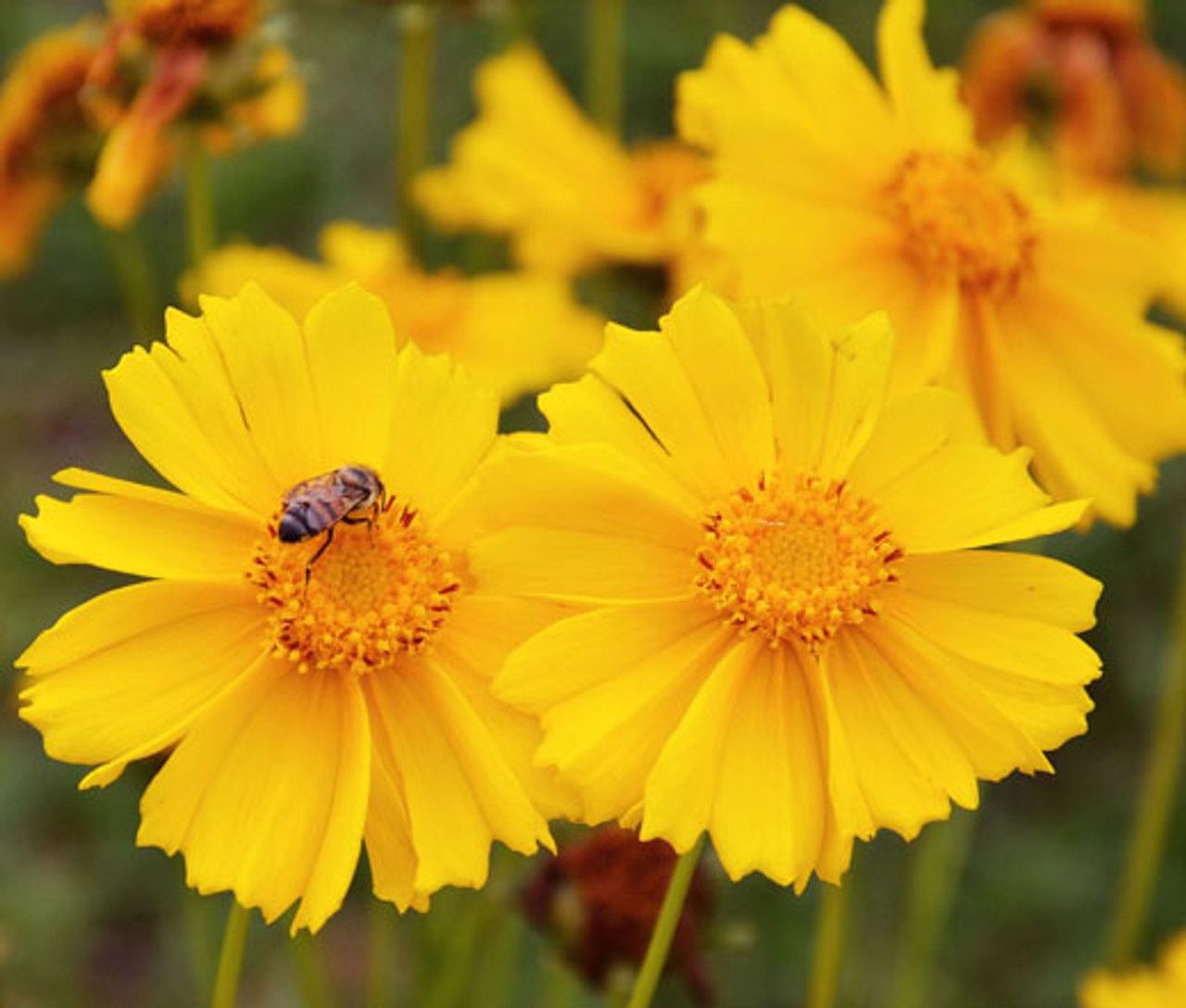 35 Native Pollinator Plants in Minnesota