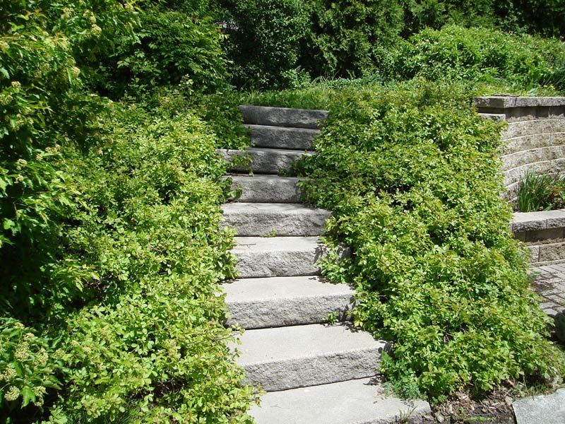 12 Great Options for Groundcover Plants for Hills & Sloped Yards