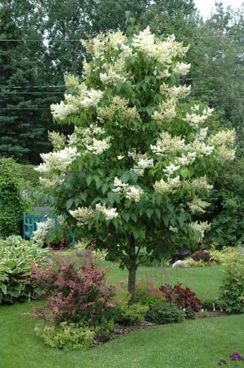 5 Best Flowering Ornamental Trees For Minneapolis & St. Paul