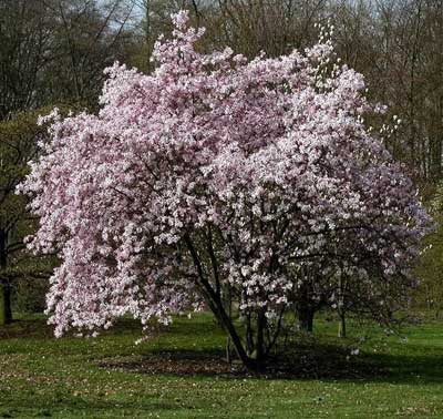 5 Best Flowering Ornamental Trees For Minneapolis & St. Paul