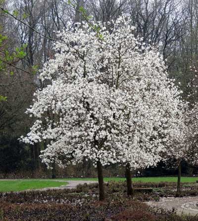 5 Best Flowering Ornamental Trees For Minneapolis & St. Paul