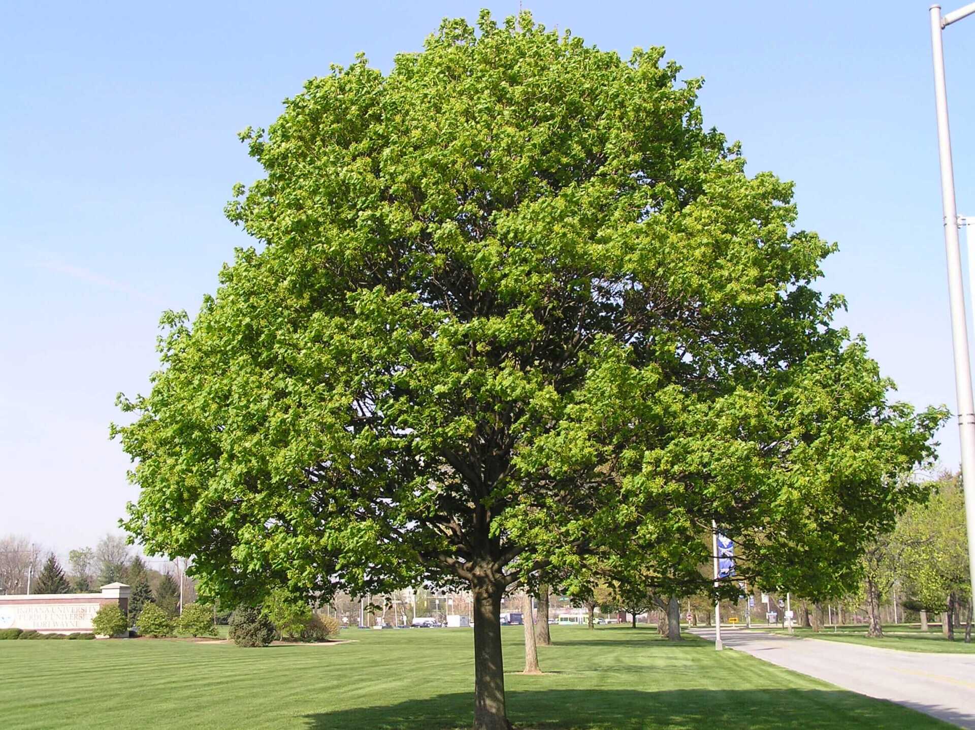 How to Pick the Best Maple Tree for a Minnesota Yard