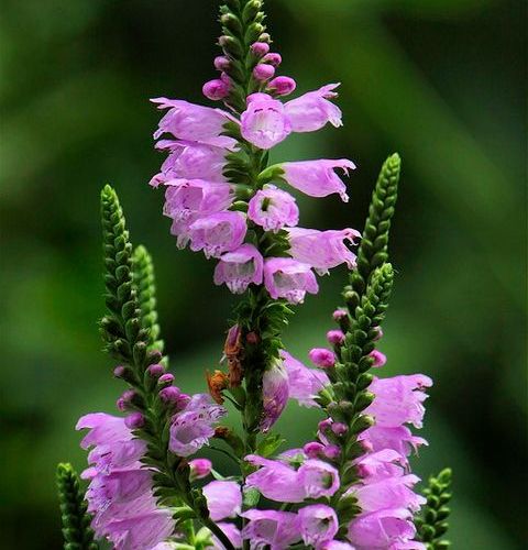 35 Native Pollinator Plants in Minnesota