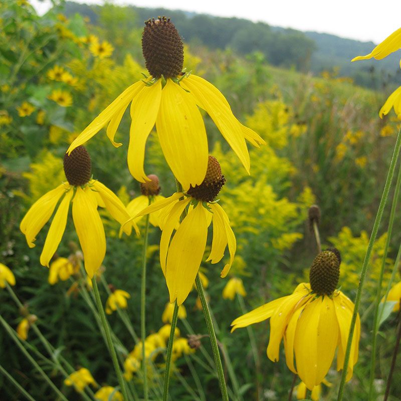 35 Native Pollinator Plants in Minnesota