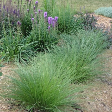 MN Pollinator Gardens and Bee Friendly Landscaping