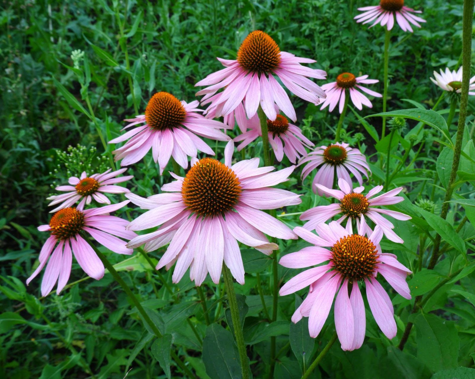 35 Native Pollinator Plants in Minnesota