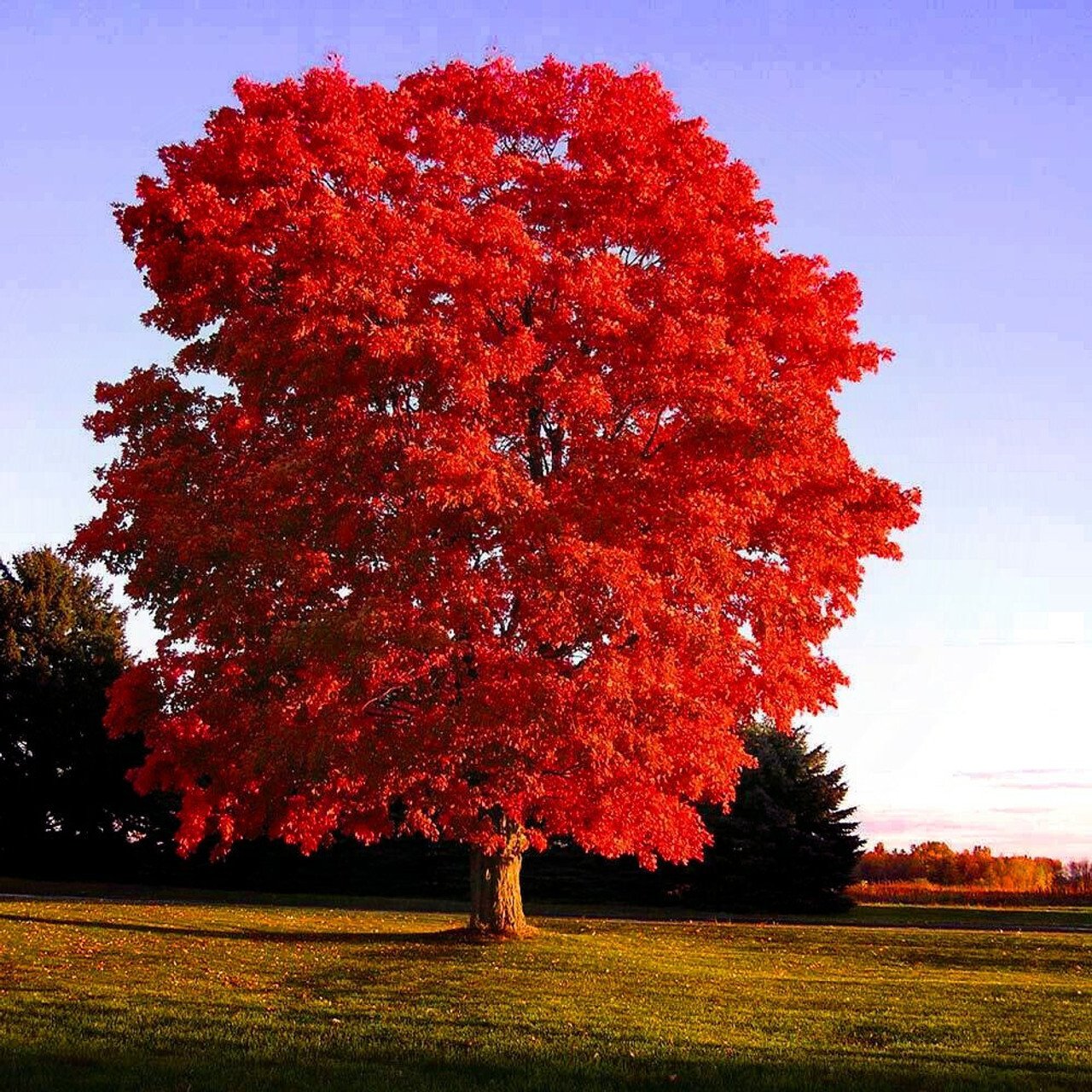 How to Pick the Best Maple Tree for a Minnesota Yard