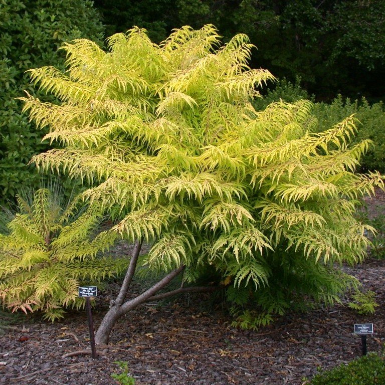 12 Great Plants for Mid-Century Modern Homes in Minnesota