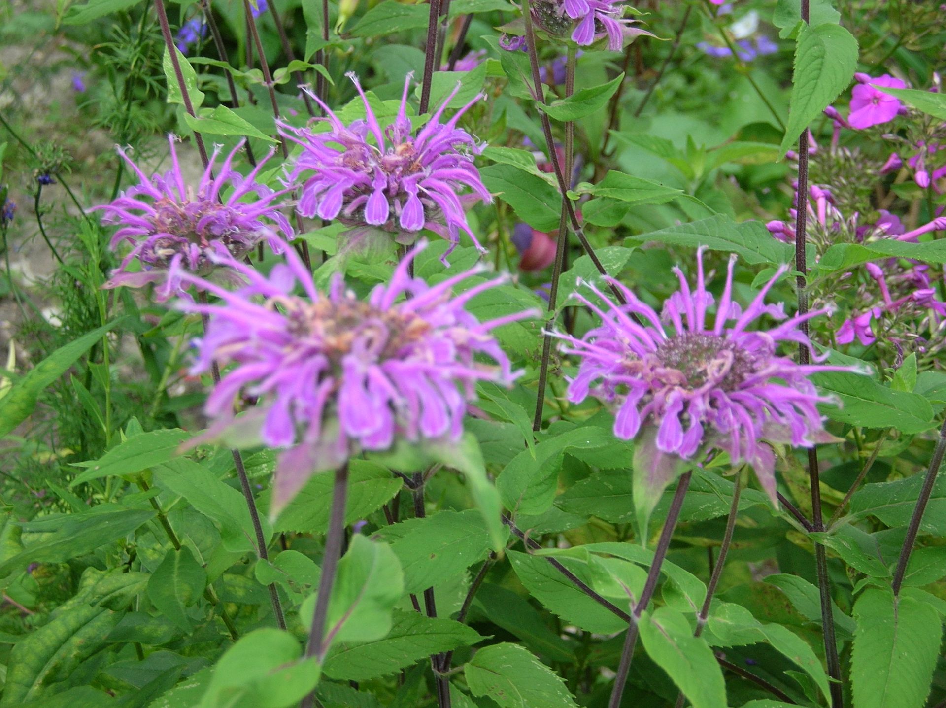 35 Native Pollinator Plants in Minnesota