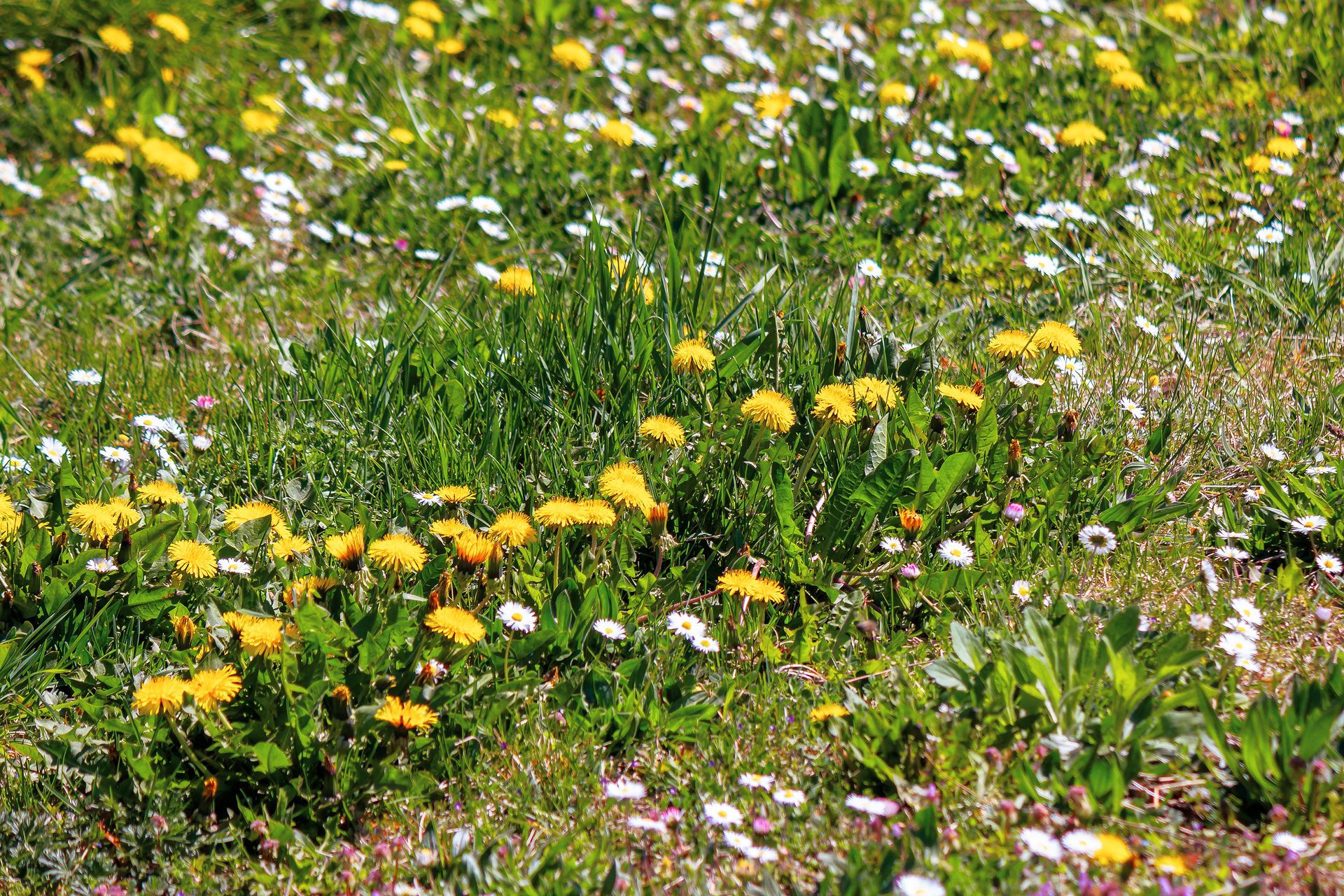 Common Weeds To Watch Out For and How To do Weed Control in MN