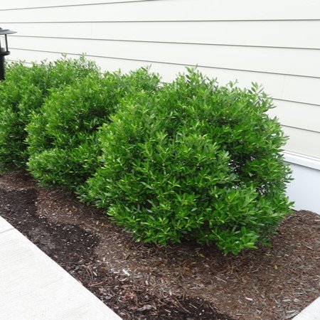 12 Great Plants for Mid-Century Modern Homes in Minnesota
