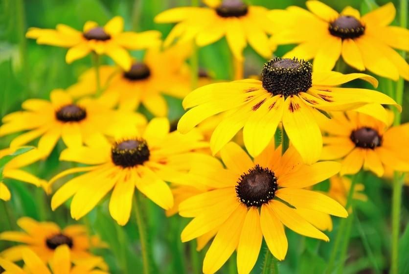 35 Native Pollinator Plants in Minnesota