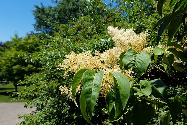 How To Care For A Newly Planted Tree