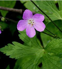 35 Native Pollinator Plants in Minnesota