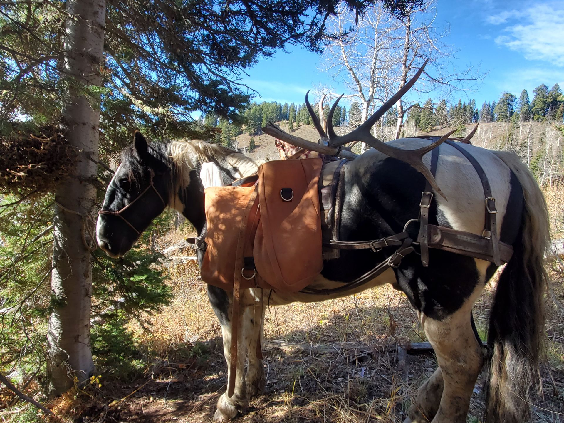 WYOMING ELK HUNTING | NON-TYPICAL OUTFITTERS