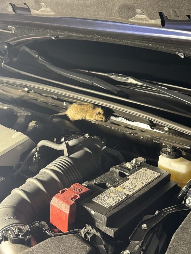 Pest Removal | Morgan Hill, CA | Bills Trapping