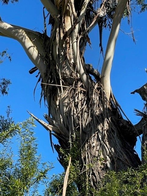 Eucalyptus Ovata (swamp gum) Embracing the wetland Majesty