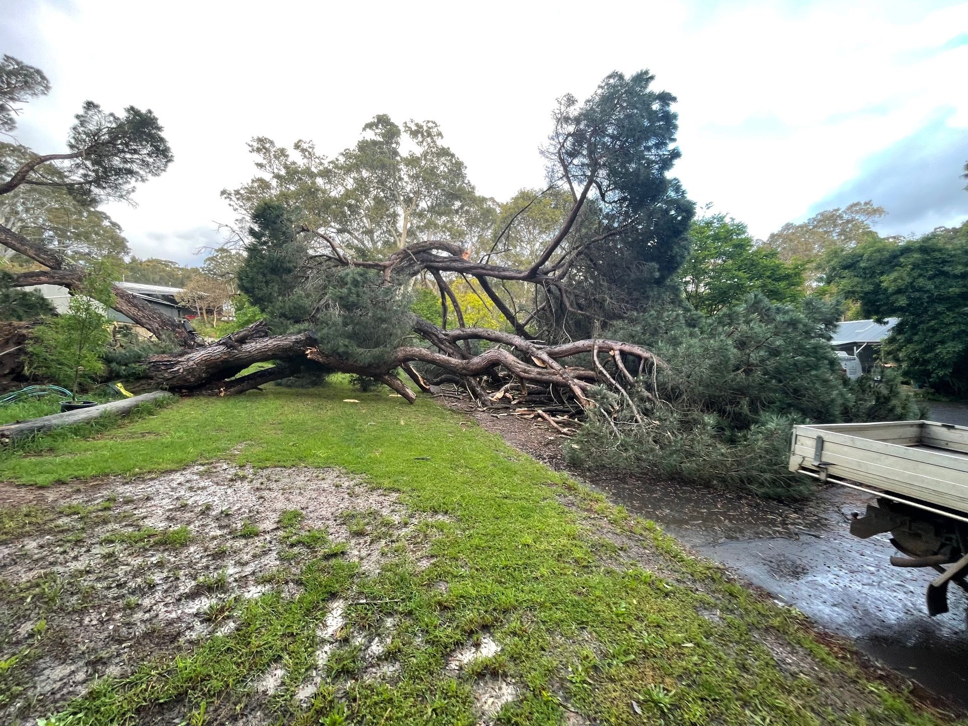 Emergency Tree Removal Brisbane | 24/7 Urgent Tree Services