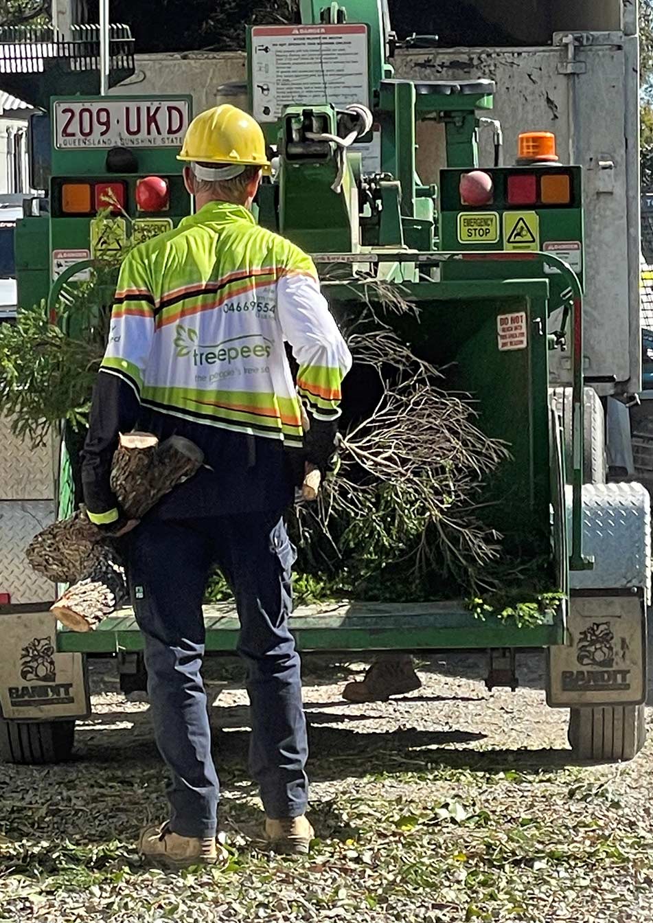 Free Tree Hazard Risk Assessment | Treepeeps Tree Services