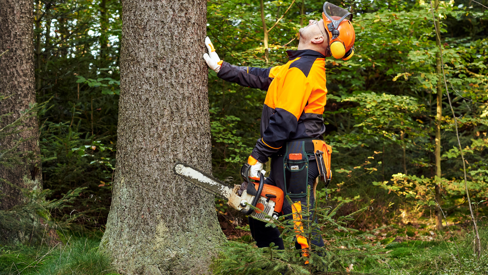 Arborist Terminology - A guide to Common Tree Terms