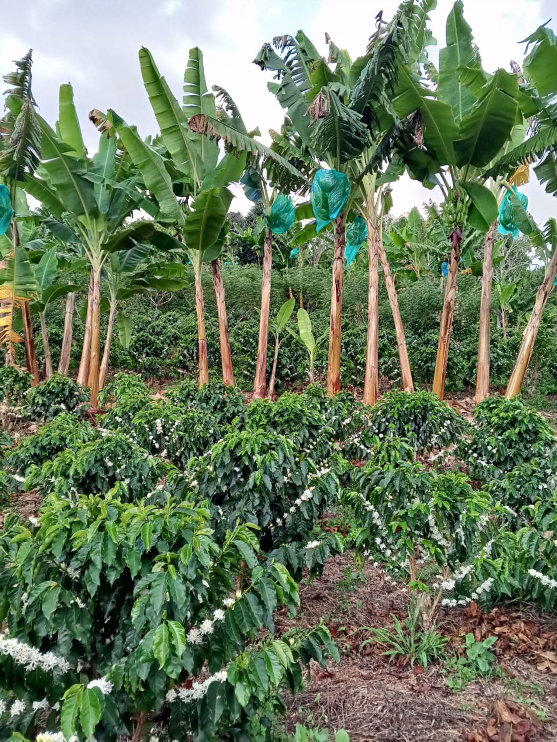 Finca La Merced