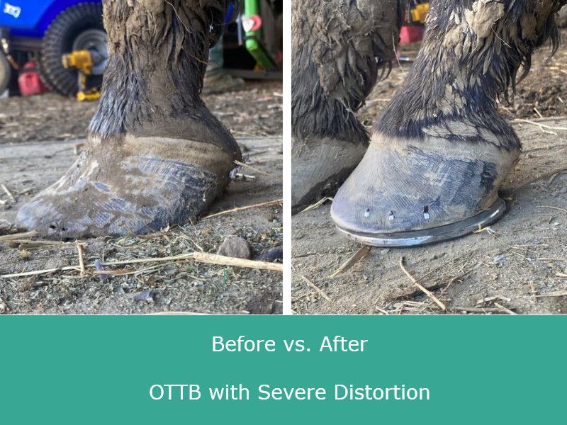 OTTB With Severe Distortion