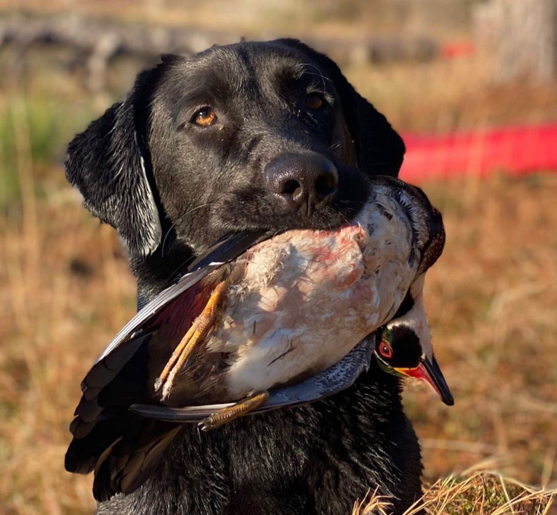 Home [www.threedognightrescue.com]