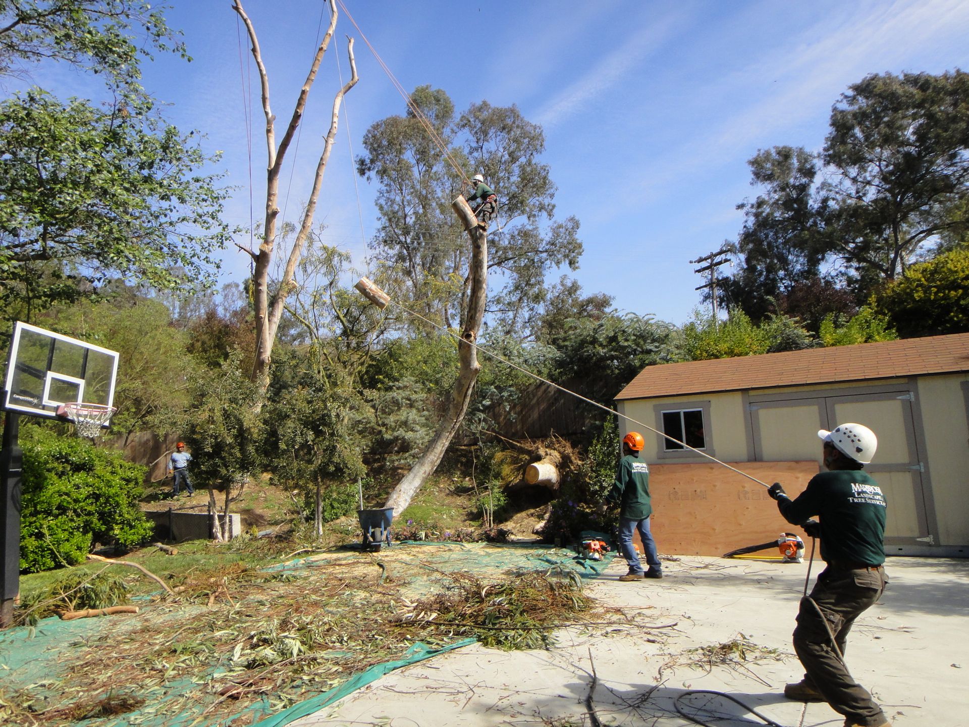 tree-services - Rancho Santa Fe, CA - Mariposa Landscape & Tree Service ...