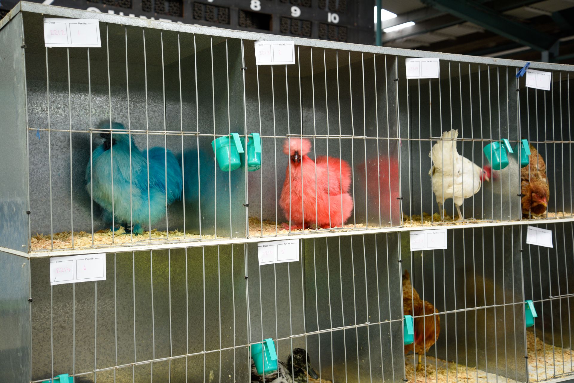 The Dapto Country Show 2023 | the Groundz | Sat Sep 23 2023