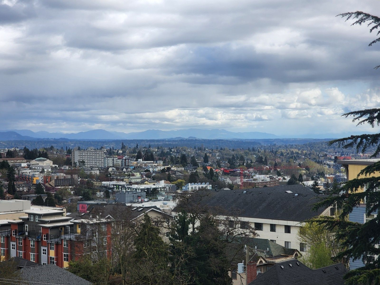 Seattle Property | Arboreal Management | WA