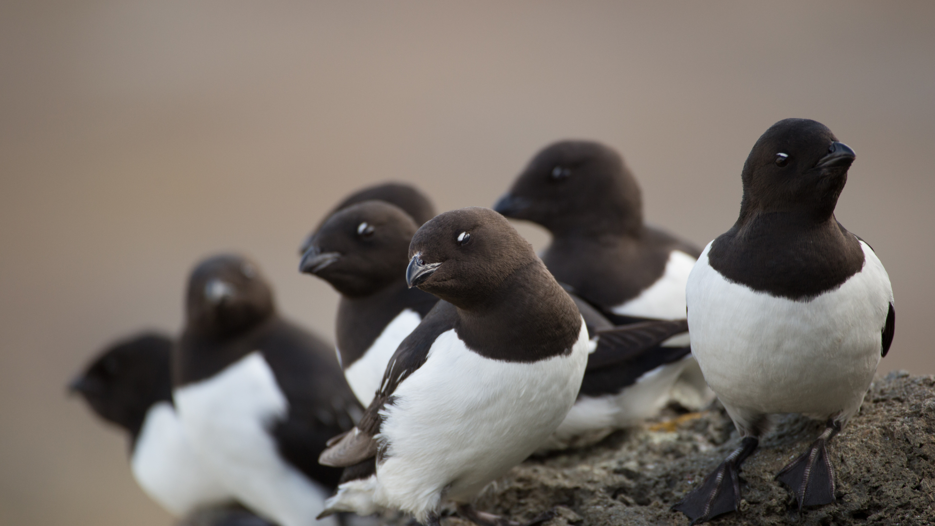 Spitsbergen Auks: Facts