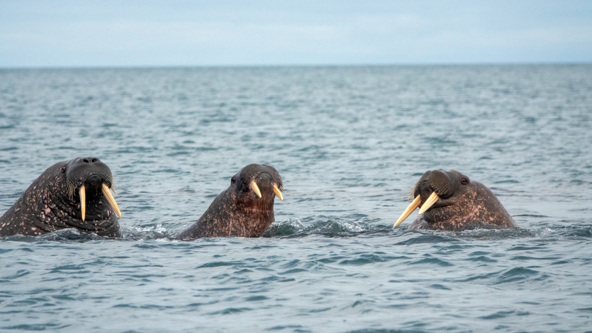Fine Dining in the Arctic: Fancy Restaurants in Svalbard