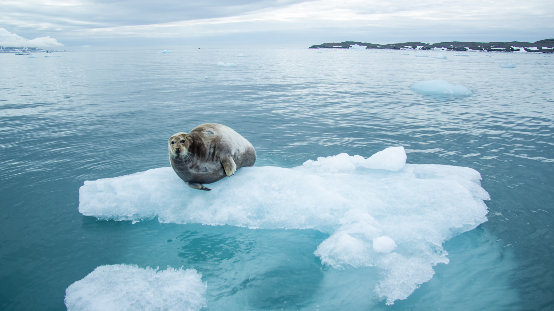 Spitsbergen Wildlife in August