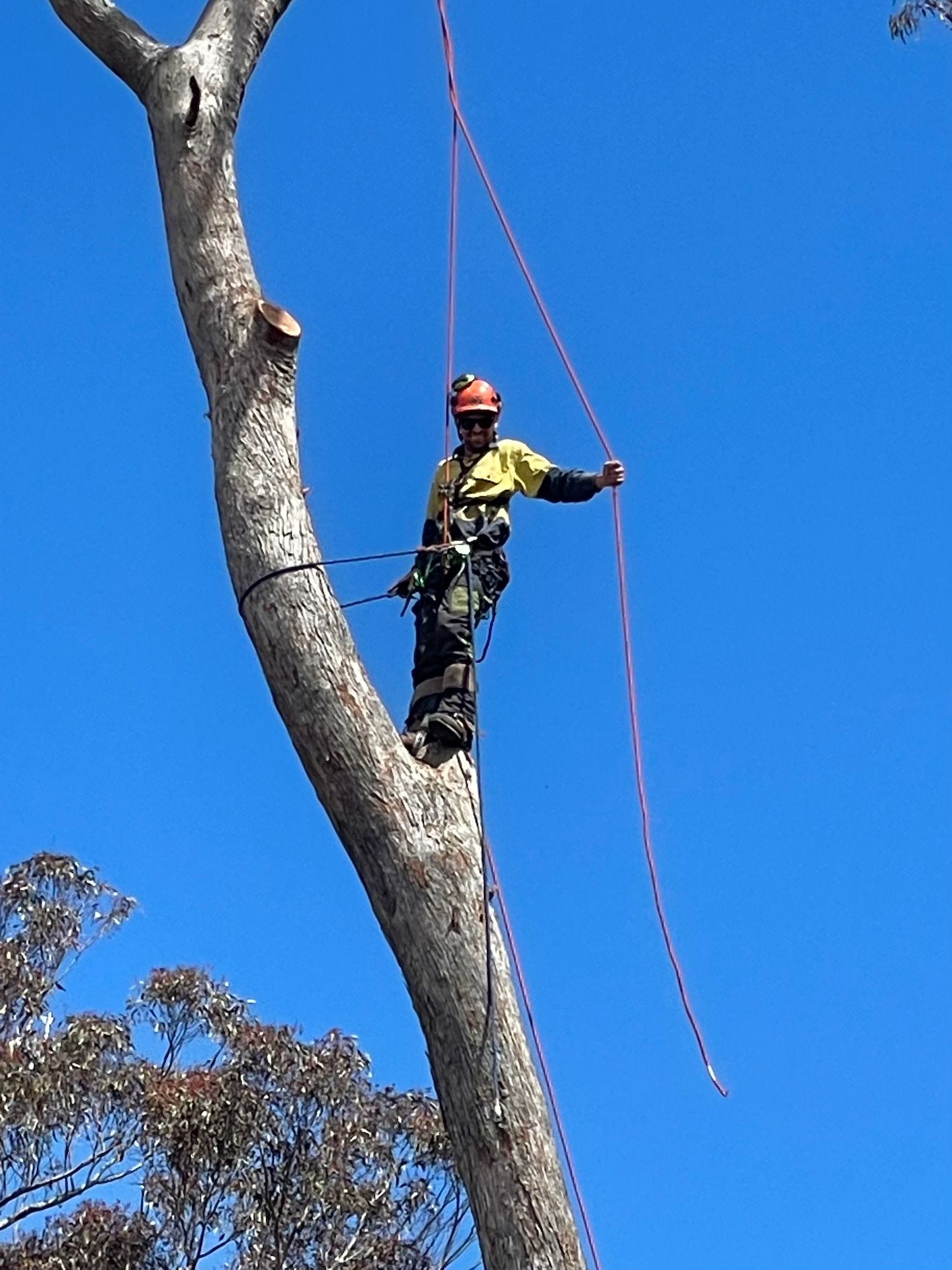 Tree Services in Tamworth | Caterpillar Tree Services