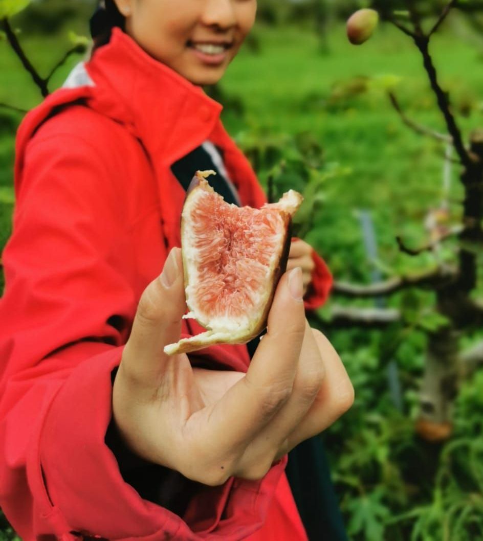 Organic Pick Your Own Fruits | Persimmons | Figs | Farm Stay | Sydney