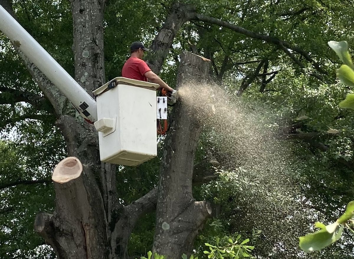 Tree Service Company | High Point , NC | Penny's Tree Service